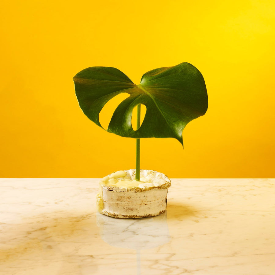 Seasonality of Cheese | cheesegeek